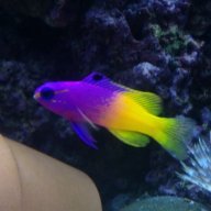 Black Stomatella snail? | Reef Sanctuary