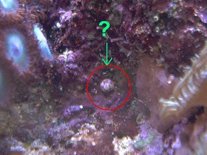 Baby turbo snail???? | Reef Sanctuary