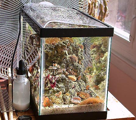 Solar Lighting for Reef Tanks ?? | The Reef Tank