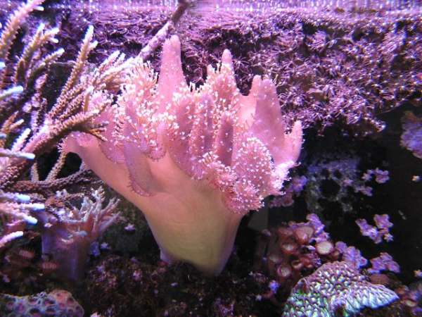 Leathers 101 - The Reef Tank